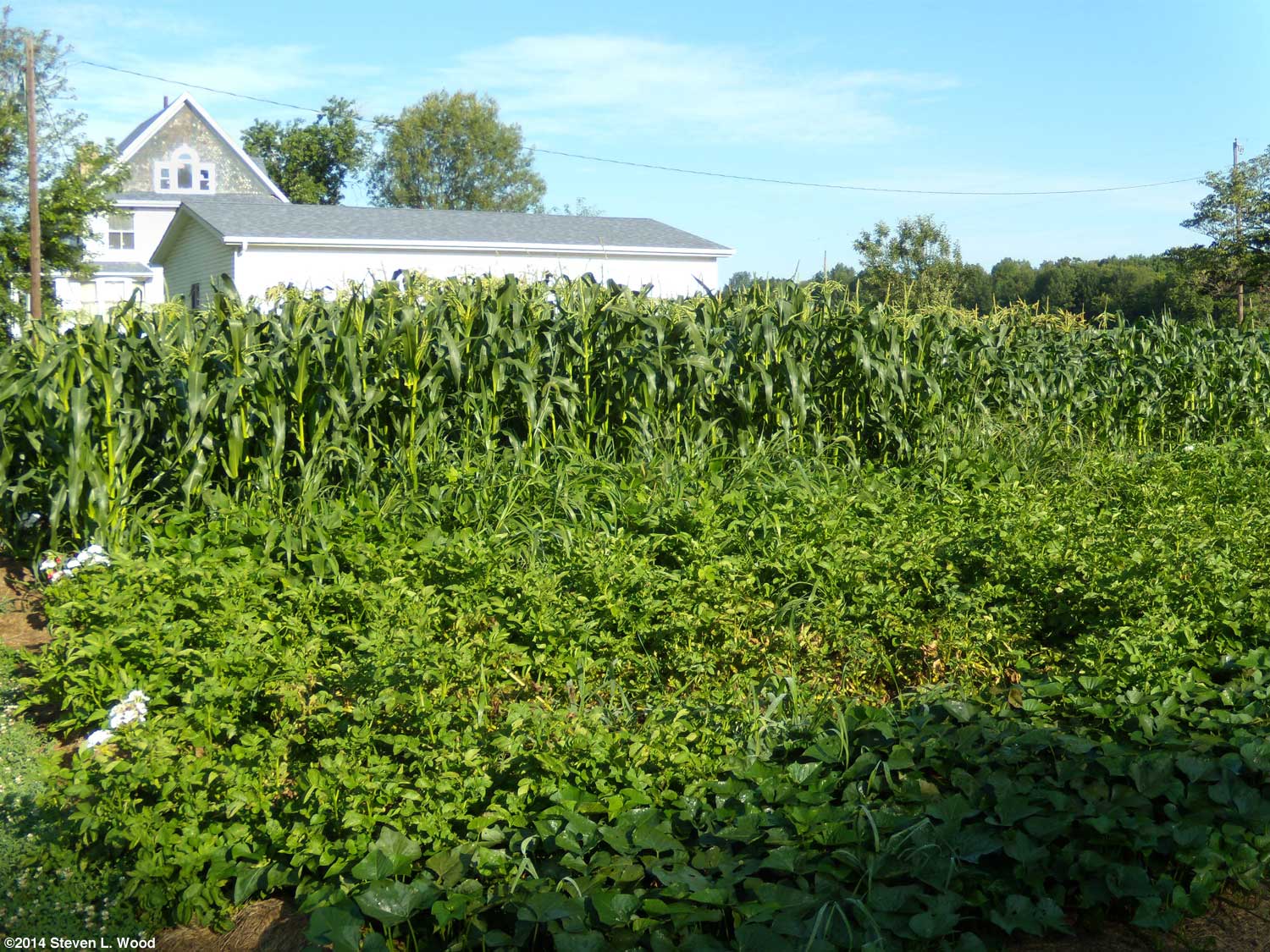 The Old Guy's Garden Blog - July, 2014