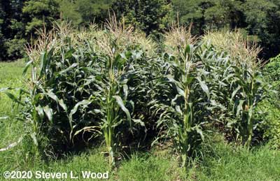 The Old Guy's Garden Blog - August, 2020