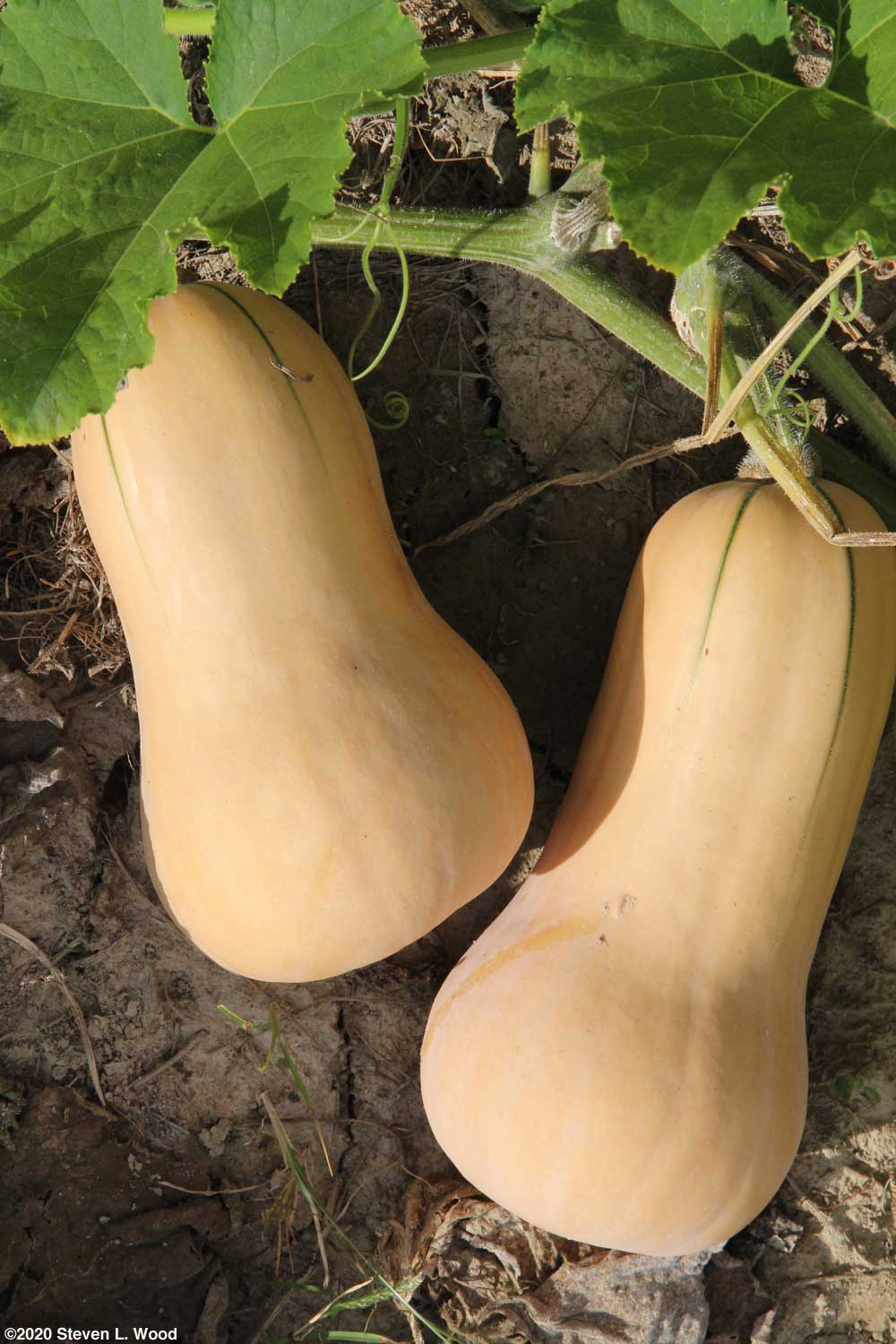 The Old Guy's Garden Blog - September, 2020