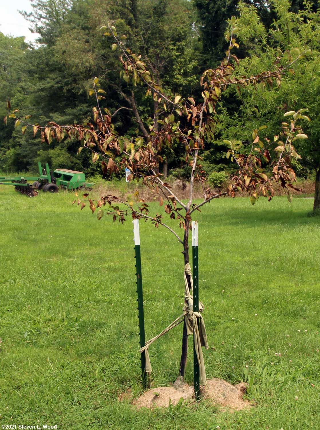 The Old Guy's Garden Blog - August, 2021