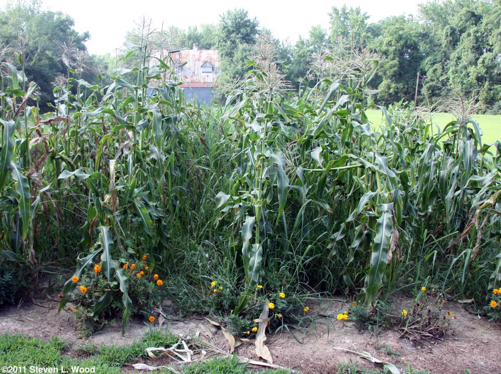 The Old Guy's Garden Blog - August, 2011