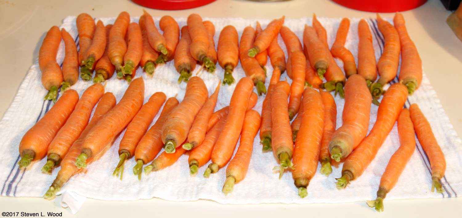 Senior Gardening: 2017 Garden Review