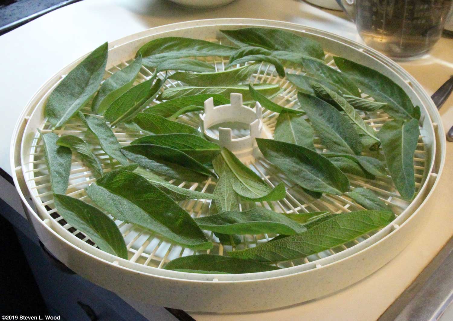 The Old Guy's Garden Blog - June, 2019