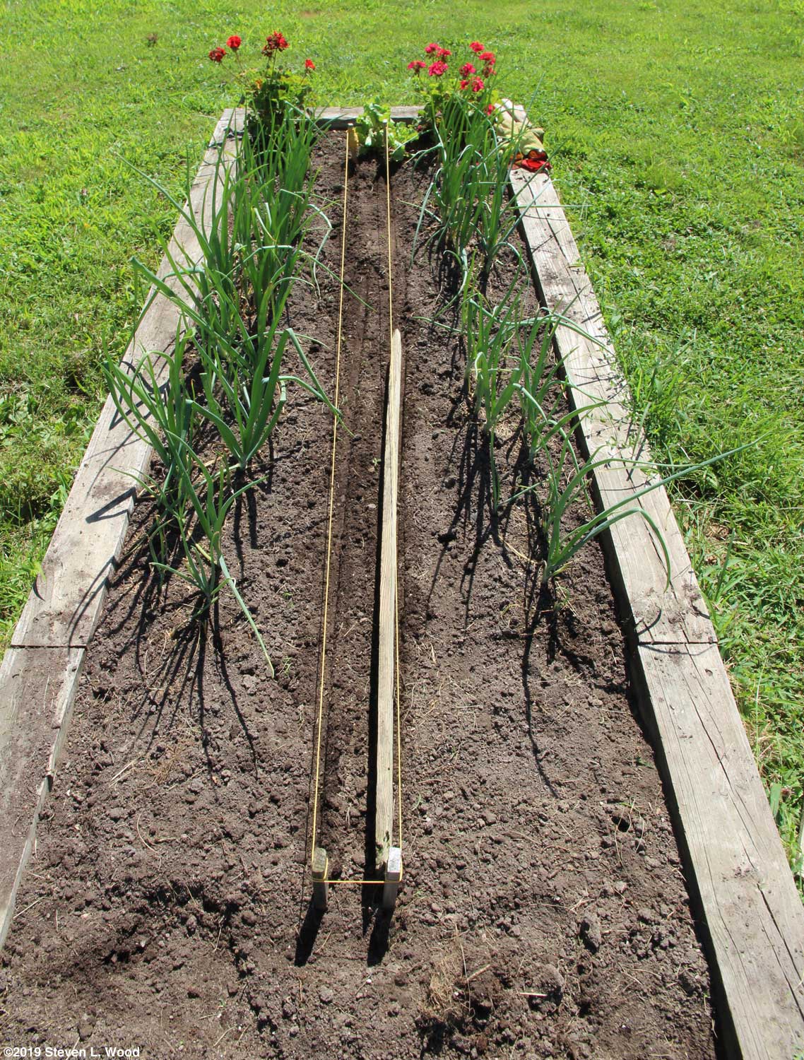 The Old Guy's Garden Blog - July, 2019