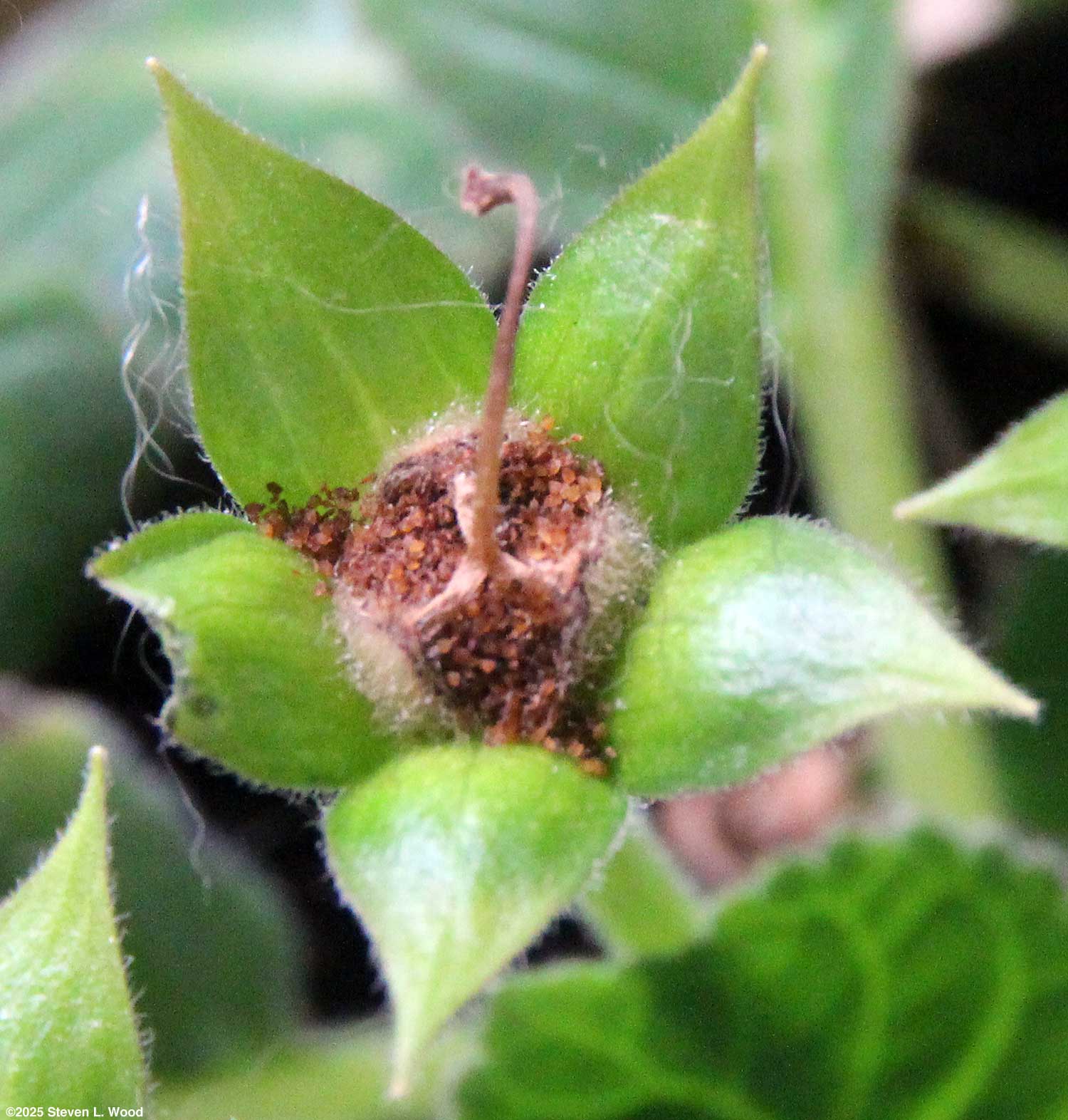 The Old Guy's Garden Blog - April, 2025